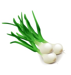 Fresh arugula set isolated on white Royalty Free Vector