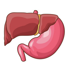 Liver anatomy of human body Royalty Free Vector Image
