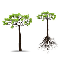 Big tree with root Royalty Free Vector Image - VectorStock