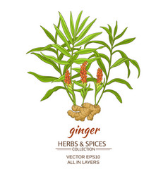 Ginger Royalty Free Vector Image - VectorStock