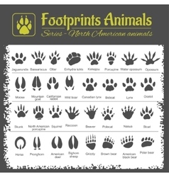 Animal tracks - north american animals Royalty Free Vector