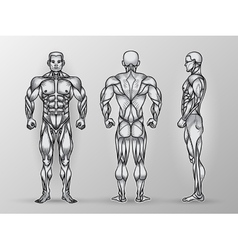 Circulatory system anatomy Royalty Free Vector Image