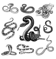 Set viper snake serpent cobra and python Vector Image
