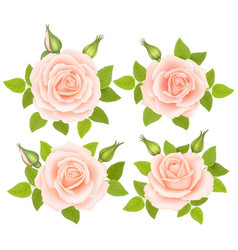 Pink roses and buds vintage flowers set wedding Vector Image