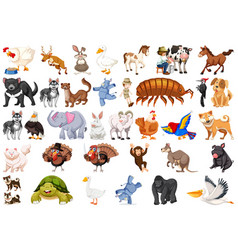 Set wild animals Royalty Free Vector Image - VectorStock