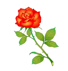 Beautiful red rose isolated on white background Vector Image