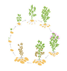 Life cycle crop stages potato Royalty Free Vector Image