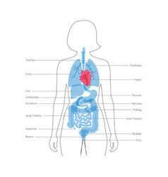 Human internal organs diagram medical science Vector Image