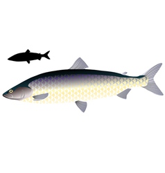 Flying fish Royalty Free Vector Image - VectorStock