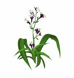 Flax Royalty Free Vector Image - VectorStock