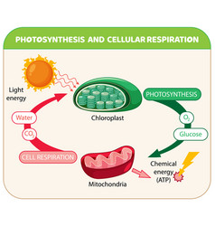 Diagram showing process photosynthesis Royalty Free Vector