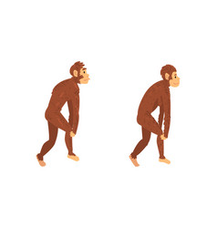 Biology human evolution stages evolutionary Vector Image