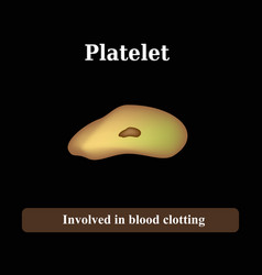 Structure platelet Royalty Free Vector Image - VectorStock