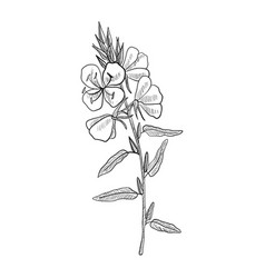 Drawing evening primrose Royalty Free Vector Image