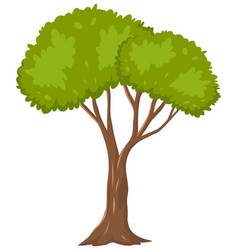 Isolated tree on white background Royalty Free Vector Image