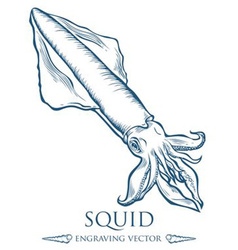 Fried squid Royalty Free Vector Image - VectorStock