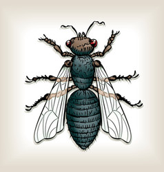 House fly Royalty Free Vector Image - VectorStock