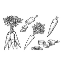 Donkey chasing carrot sketch Royalty Free Vector Image