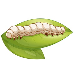 Silkworm Royalty Free Vector Image - VectorStock