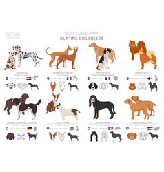 Hunting dogs collection isolated on white clipart Vector Image