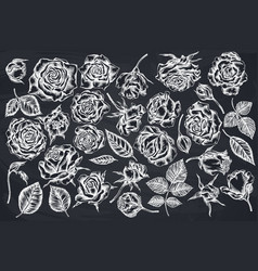 Set hand drawn colored roses Royalty Free Vector Image
